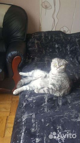 Шатланкая кошка