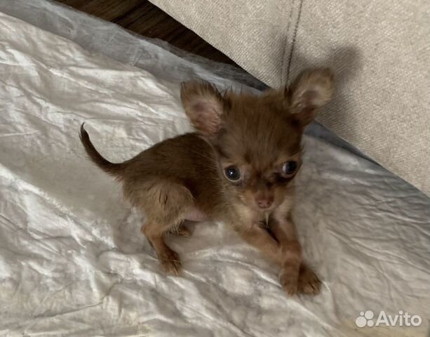 Микро чихуахуа