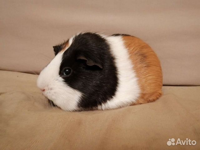 Морские свинки