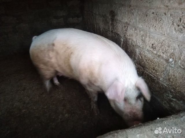 Продаю свиней