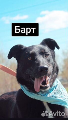 Активный и добрый прекрасный принц Барт, отдам