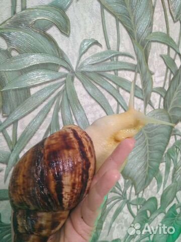 Улитки ахатины