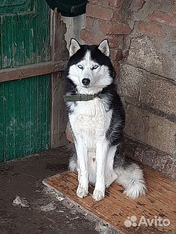 Сибирский хаски