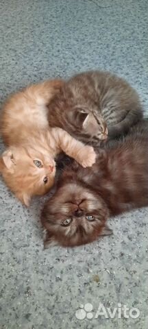 Британские котята