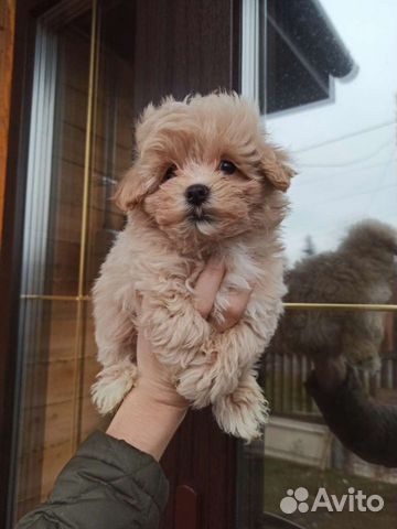 Мини Мальтипу кукольный Мальчик