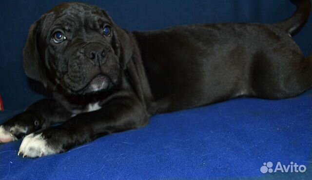 Кане корсо щенок