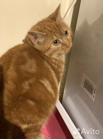 Рыжий ребенок