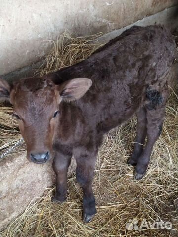 Бычок 10 дней