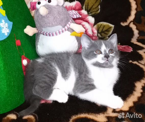 Британские котята