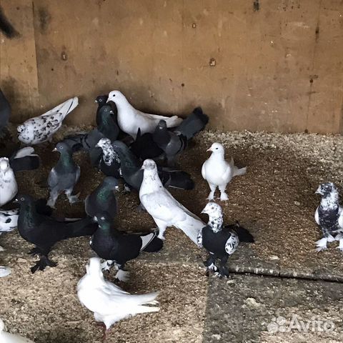 Широкохвостые Бакинские,Лениноканцы,Чайки