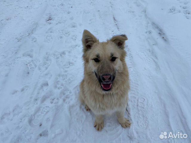 Молодого подростка с зонарным окрасом в дар
