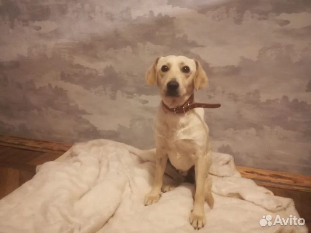 Мини-лабрадорчик 1 год