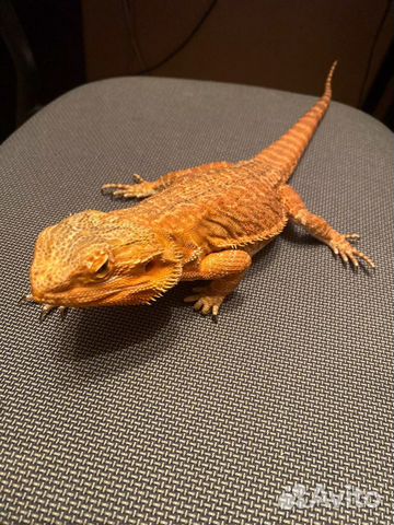 Бородатая агама