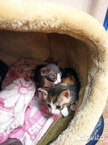 Котёнок донской сфинкс браш