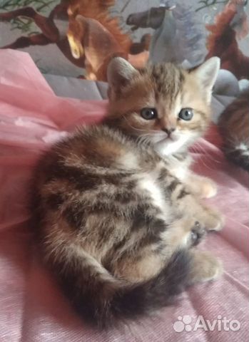 Мраморная шоколадка шотландка