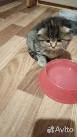 Щенки шарпей подаётся