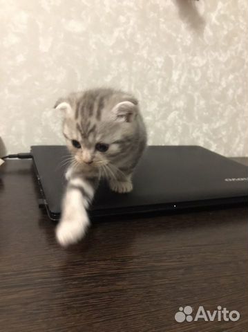 Чистокровный шотландский вислоухий котенок