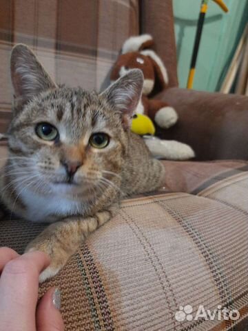Кошка