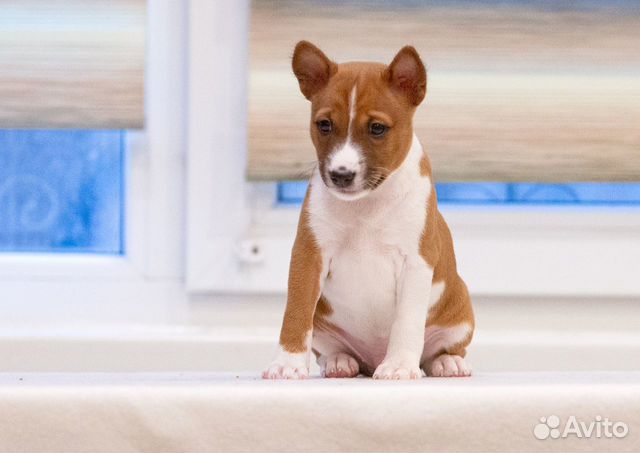 Щенки басенджи