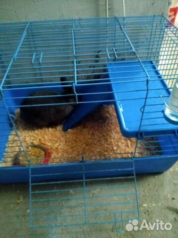 Клетка с кроликом