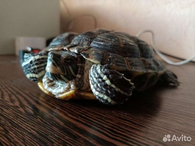 Красноухая черепаха с аквариумом