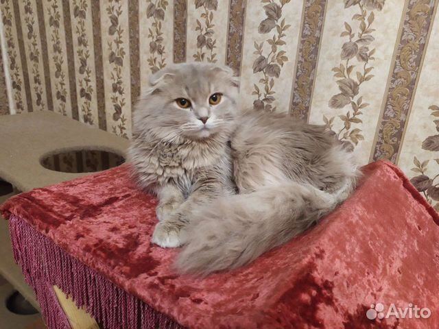 Шотландская вислоухая