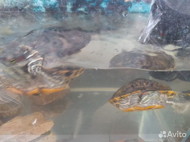 Красноухая черепаха