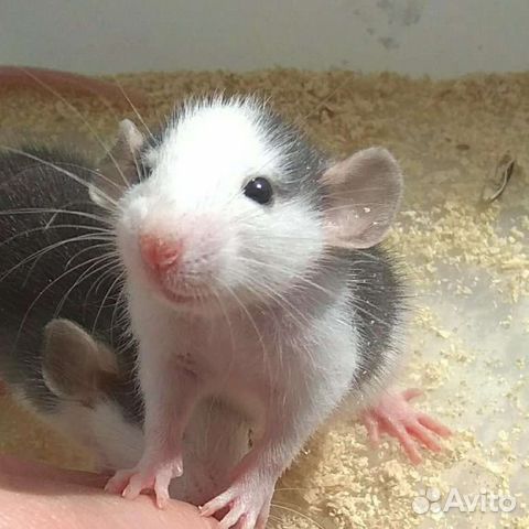 Декоративная крыса