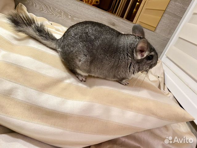 Шиншилы, клетка, продам