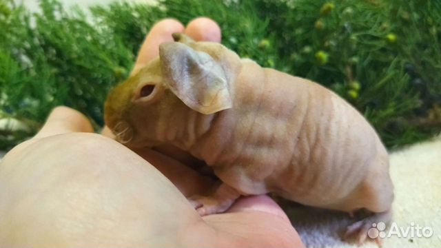 Зевс - скинни малыш