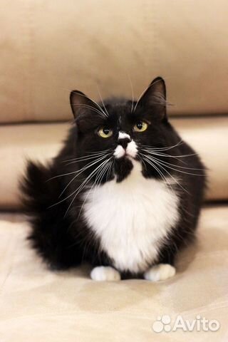 Кот Атос в дар