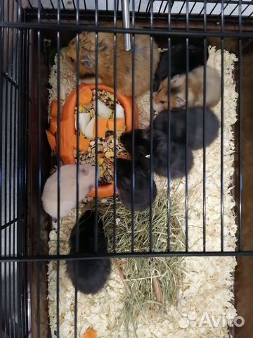 Сирийские хомячки