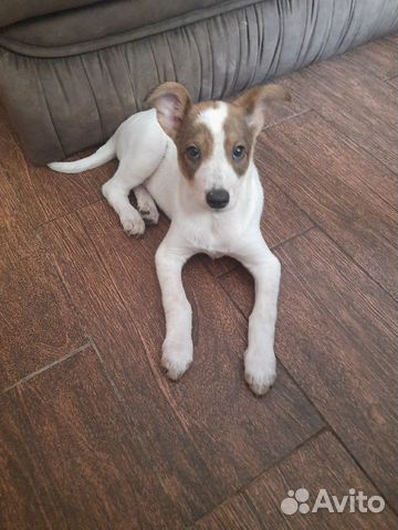 Щенок ищет дом