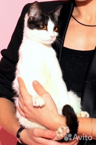 Кошечка Шейла