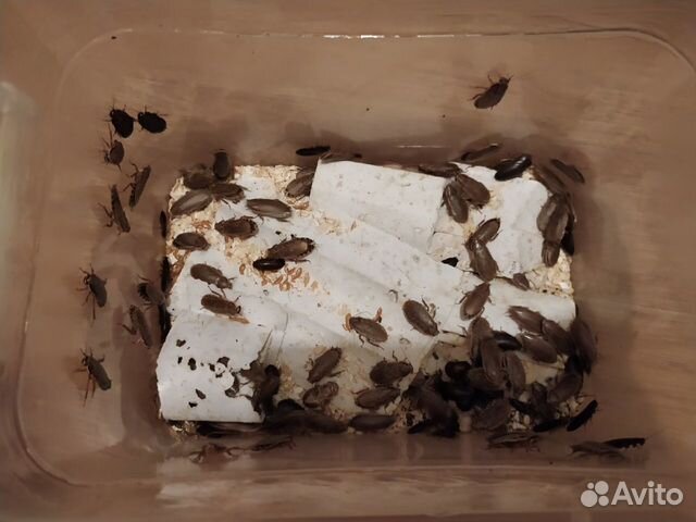 Мраморные тараканы (продажа колонии)