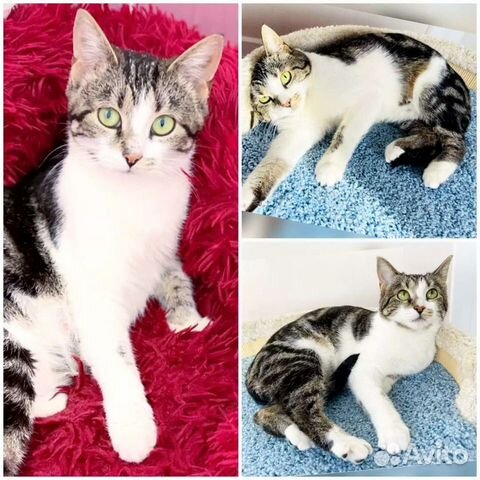 Кошка, котята, нежная Флай в добрые руки