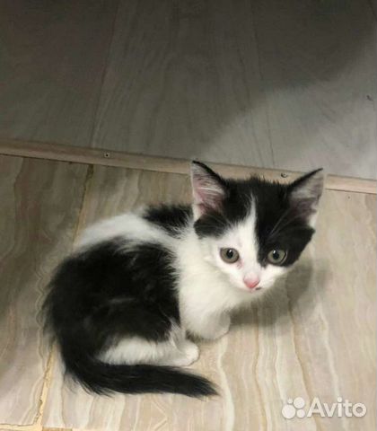 Котенок девочка 5 недель