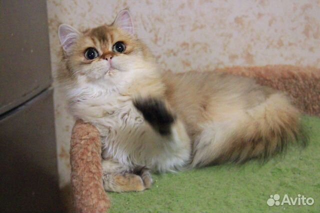 Йогурт - золотой котик