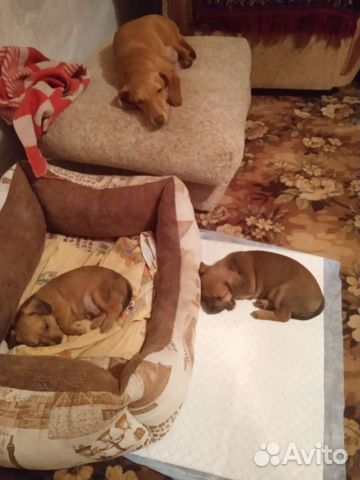 Щенки от карликовой таксы