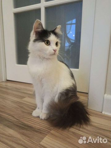 Маленькая маркиза ищет дом