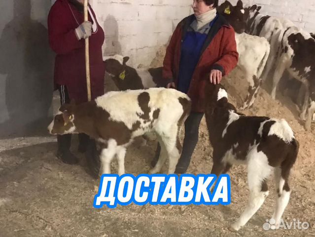 Телята, бычки молодняк