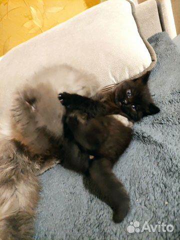 Котенок от мамы перса в добрые руки бесплатно