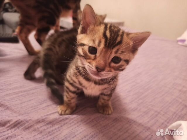 Котята бенгальские чисто кровные