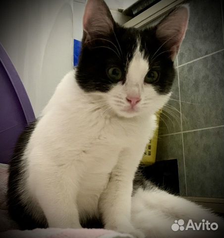 Кошка в дар