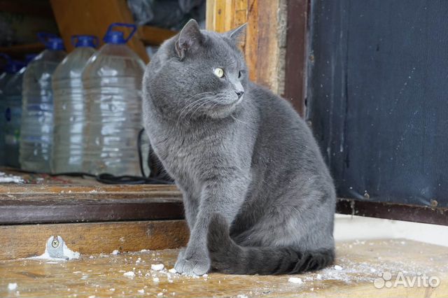 Кот