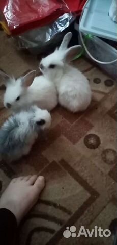 Домашние животные кролики