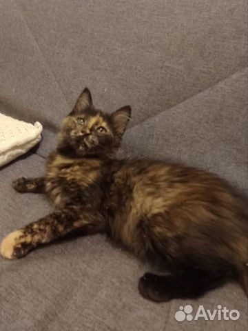 Котенок длинношерстный трехцветный черепашка в доб