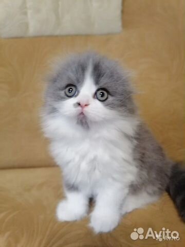 Любителям вислоухих котят