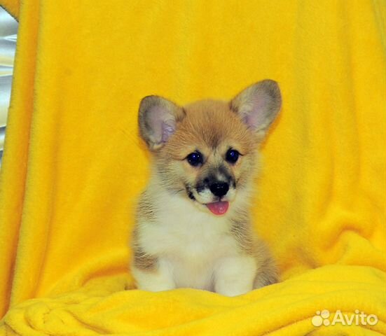 Щенки Вельш корги пемброк
