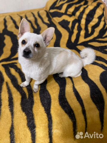 Ищет дом мелкий пёсик Фоксик